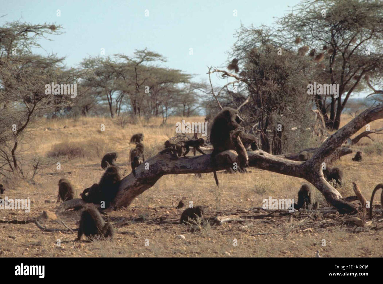 Olive baboons primates papio anubis Stock Photo - Alamy
