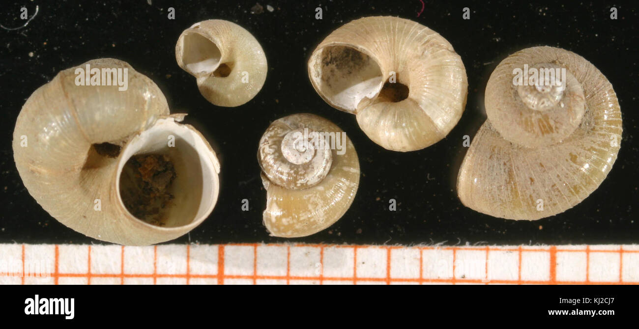 Valvata aliena shell Stock Photo - Alamy