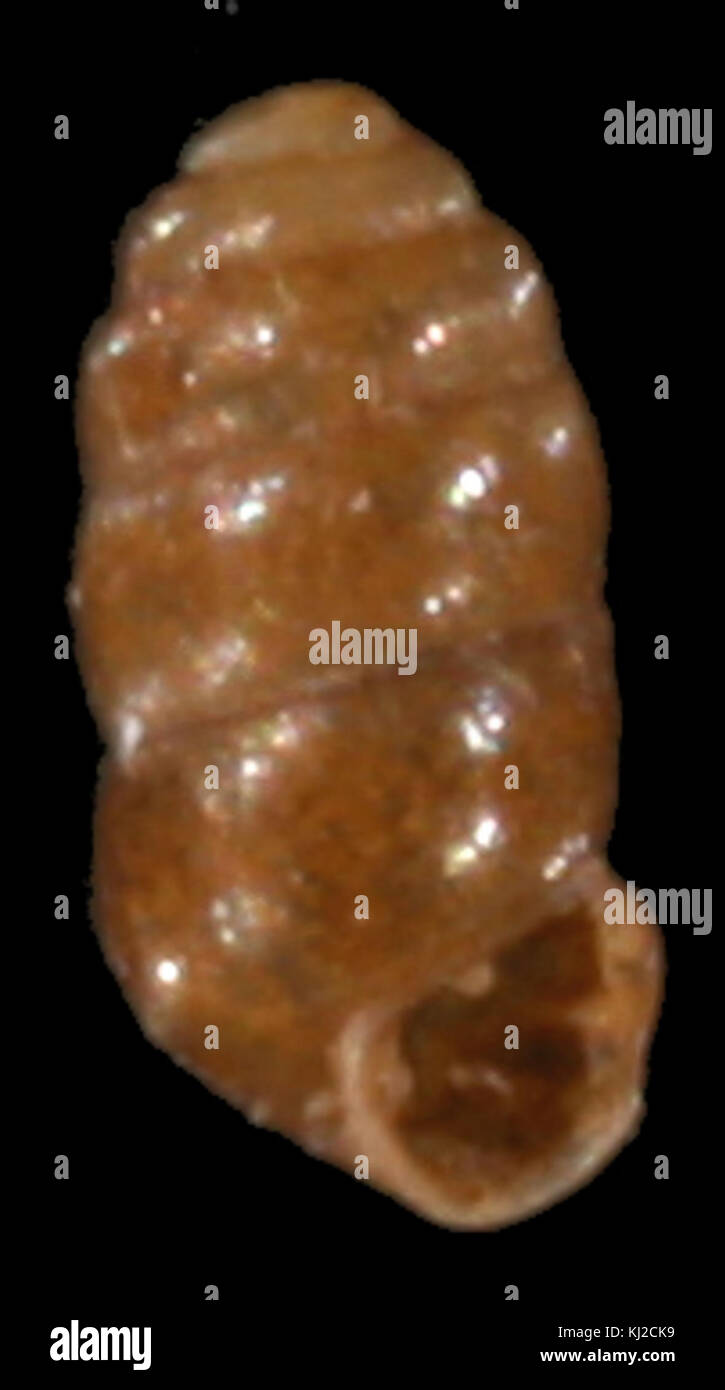 Vertigo heldi shell Stock Photo - Alamy