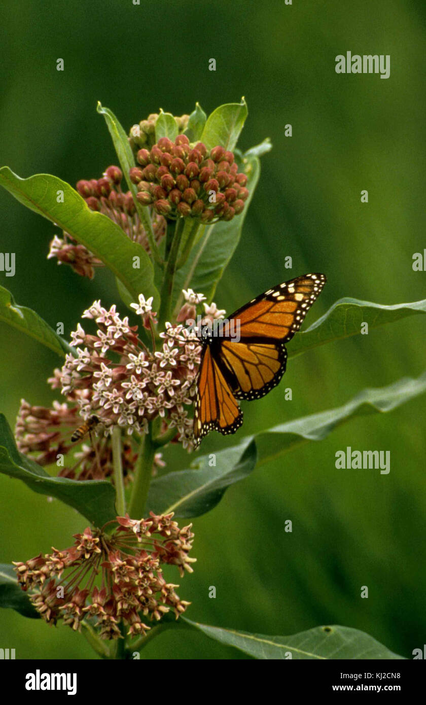 Onage hi-res stock photography and images - Alamy