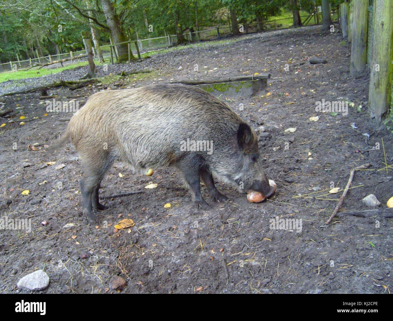 An image or description of a wild boar, a large mammal native to Europe ...