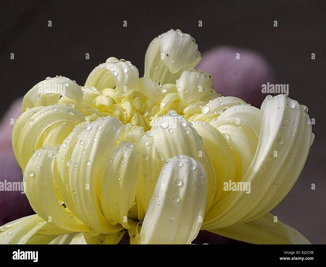 White flowers mums dew Stock Photo - Alamy