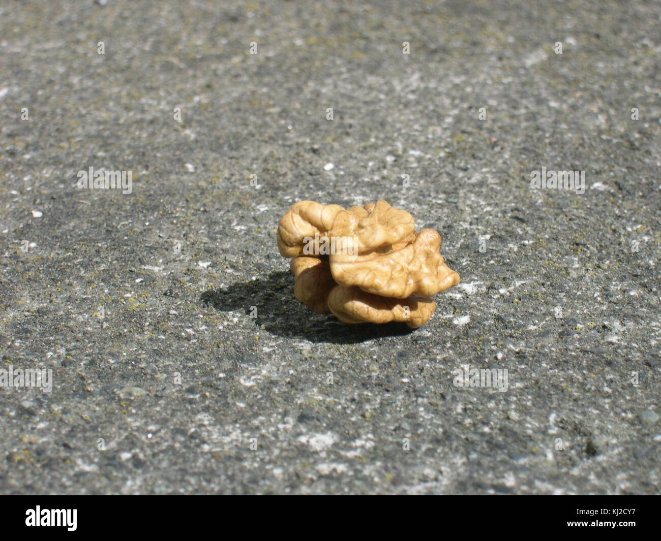 Walnut fruit ready to eat Stock Photo - Alamy