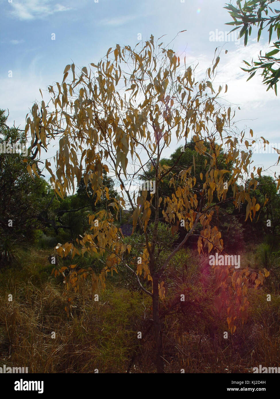 Water shocked tree in park bushland Stock Photo - Alamy