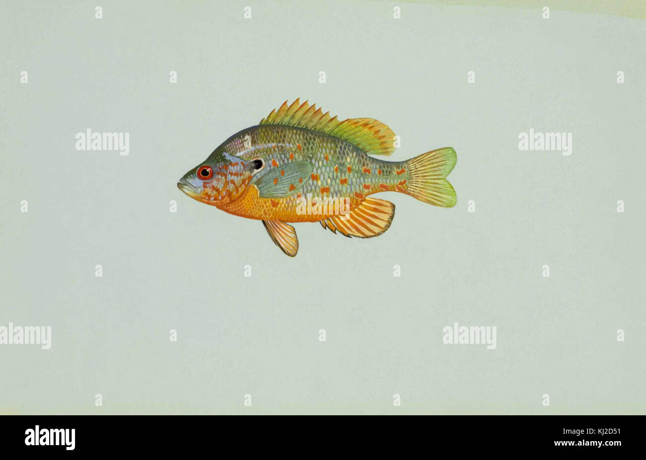 Orange spotted sunfish lepomis humilis Stock Photo - Alamy
