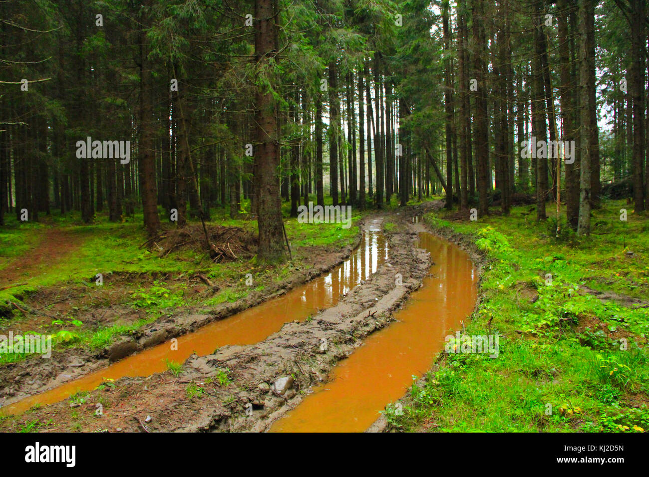 road with deep ditches and mud in the forest Stock Photo - Alamy