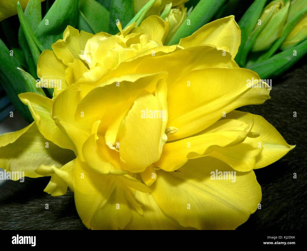 Yellow tulip spring Stock Photo - Alamy