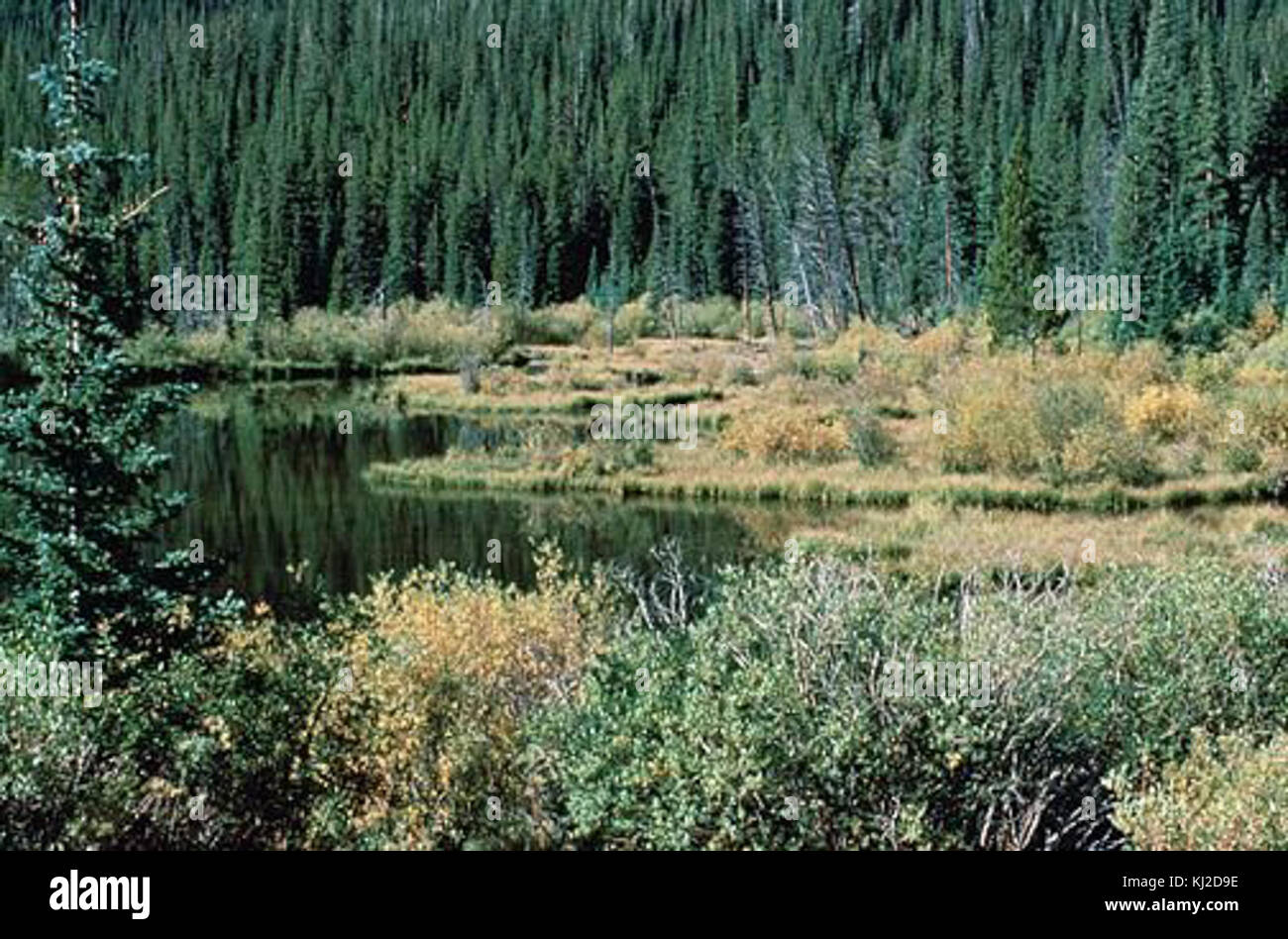 A peaceful scene of a beaver pond, showcasing the natural habitat of ...