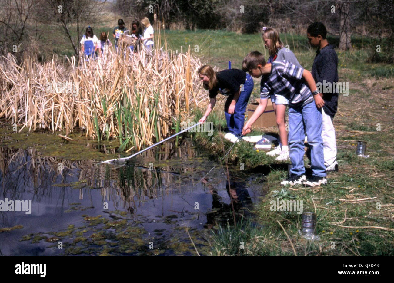 Children netting in pond Stock Photo - Alamy