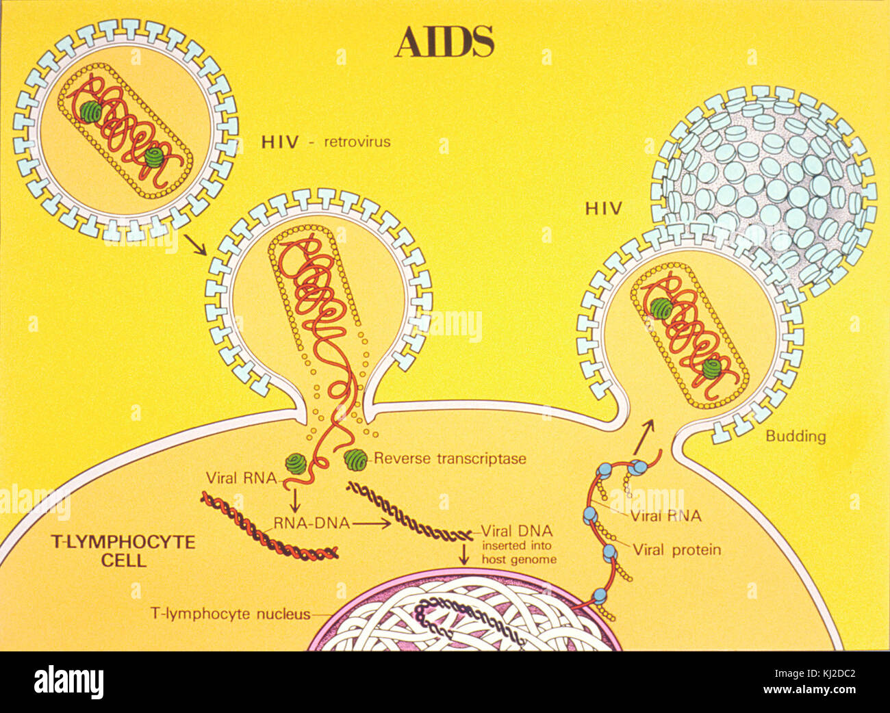 AIDS life cycle illustration Stock Photo - Alamy