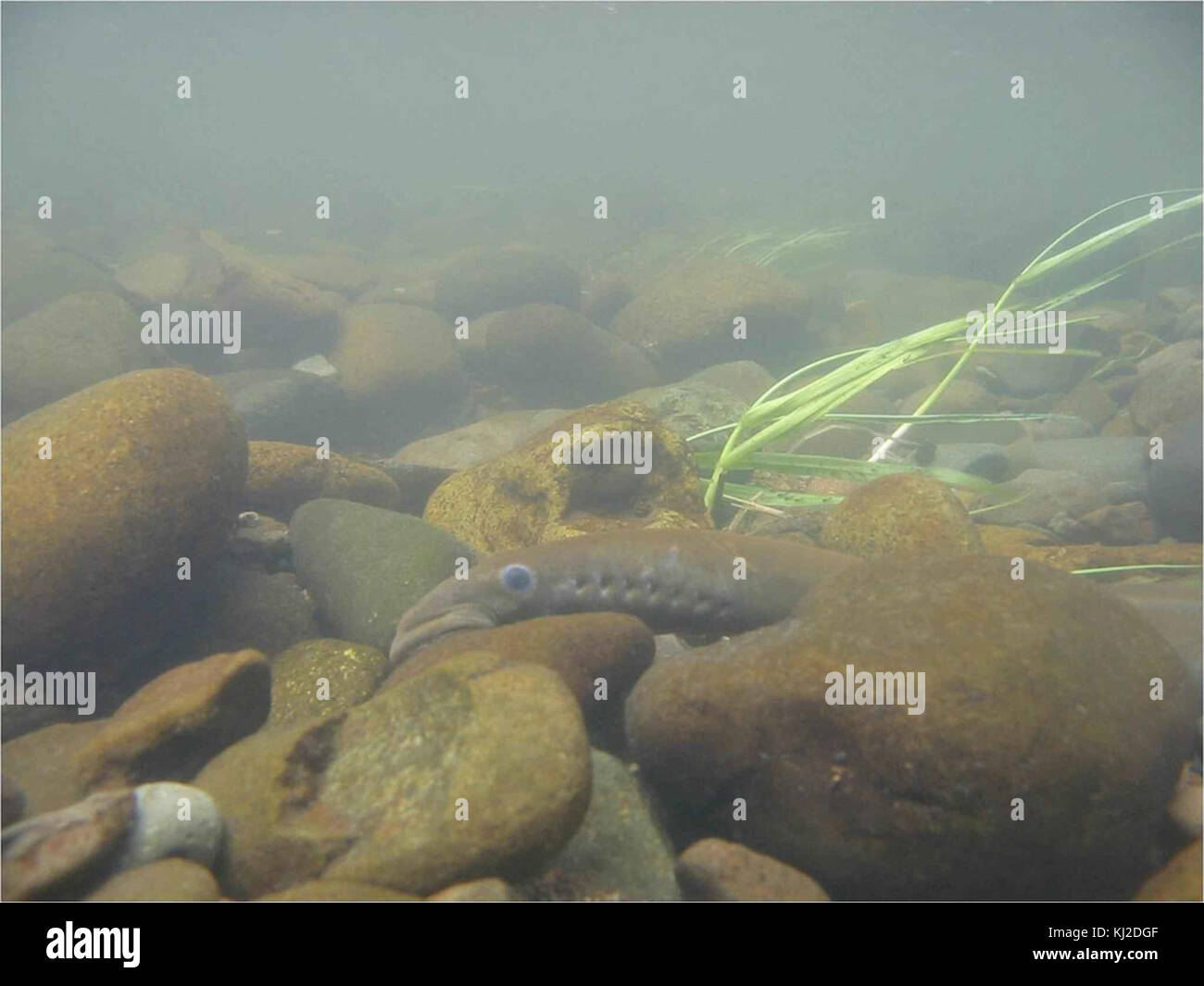 Pacific Lamprey High Resolution Stock Photography and Images - Alamy