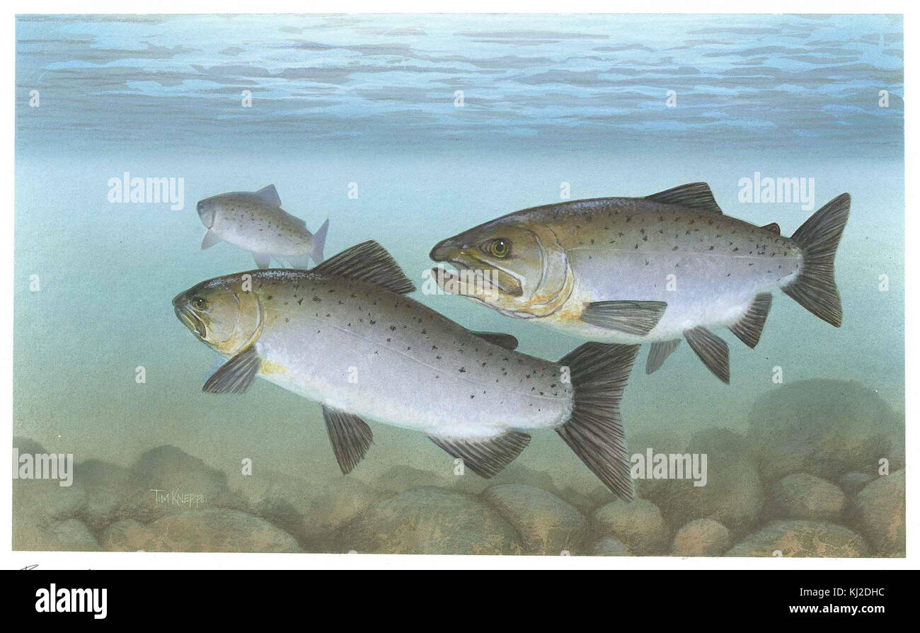 Underwater salmon photo hi-res stock photography and images - Alamy