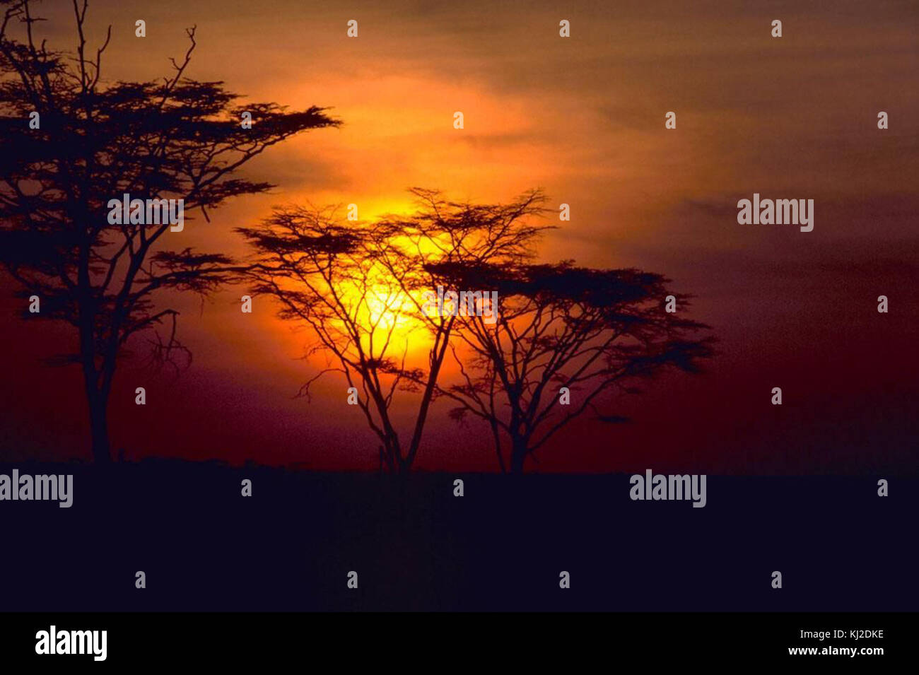 An African sunset showcases the vivid colors of the sky and the ...