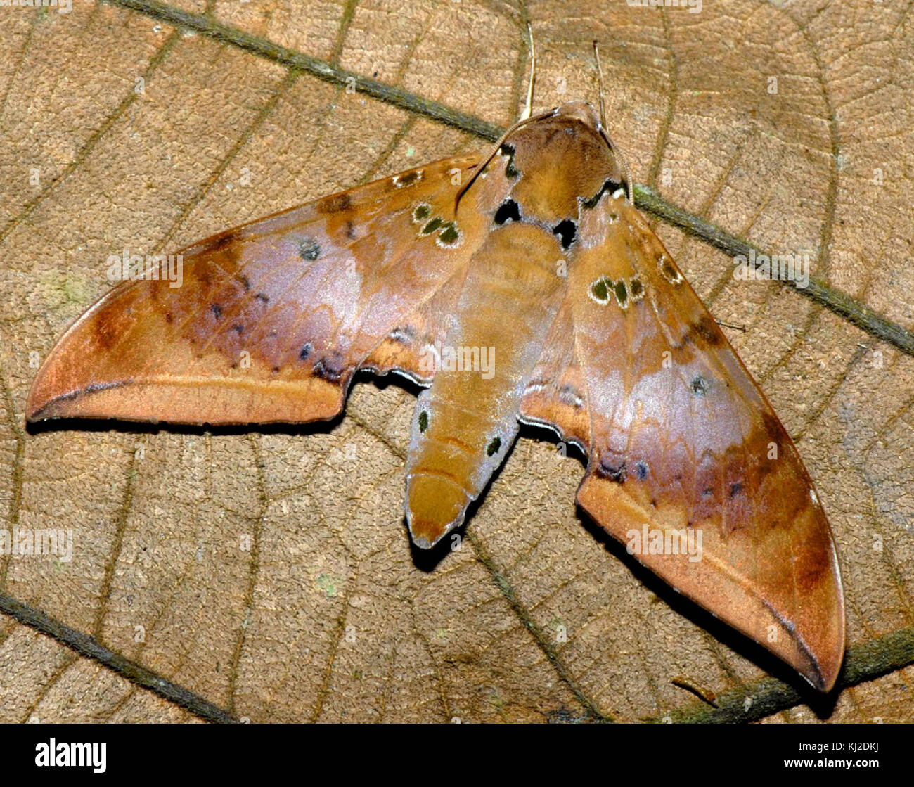 Moorei hi-res stock photography and images - Alamy
