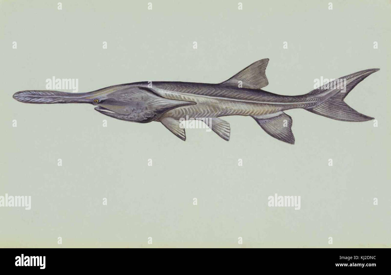 The paddlefish (Polyodon spathula) is a freshwater fish native to North ...