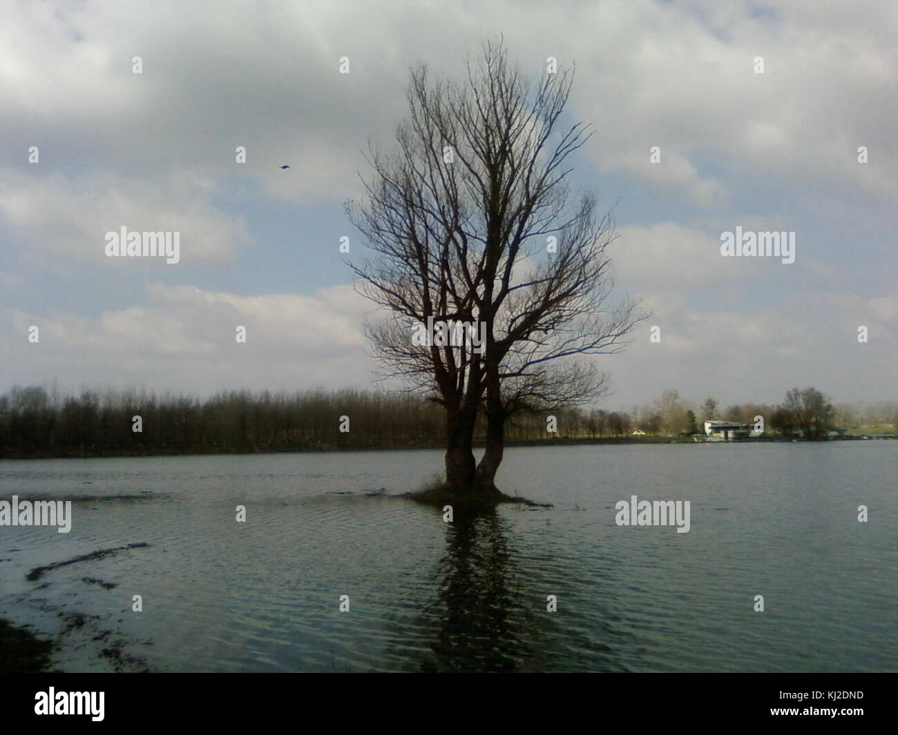 Alone tree in water Stock Photo - Alamy
