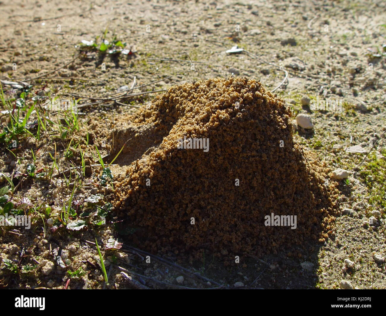 Asymmetrical ant insect mount Stock Photo - Alamy