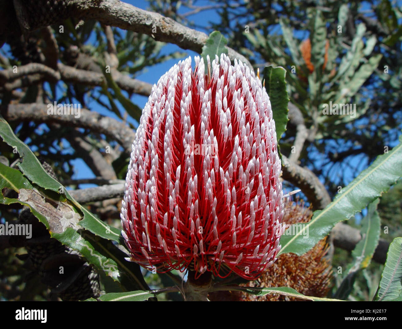 Banksia flower red Stock Photo - Alamy