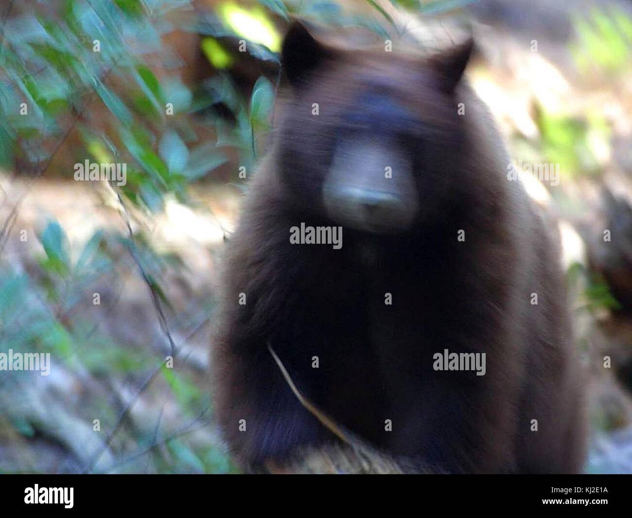 Bear attack running Stock Photo - Alamy