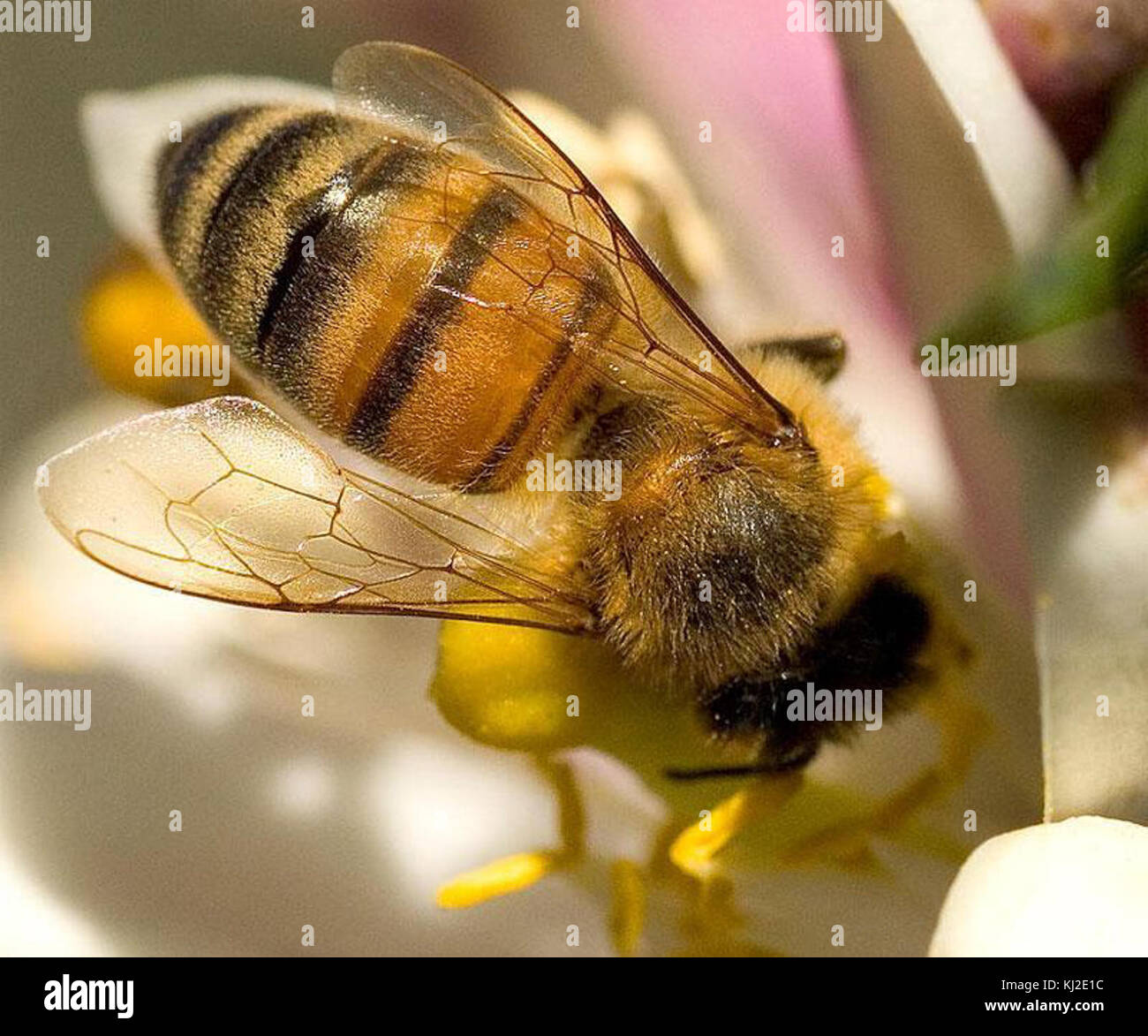 Bee wing structure hi-res stock photography and images - Alamy