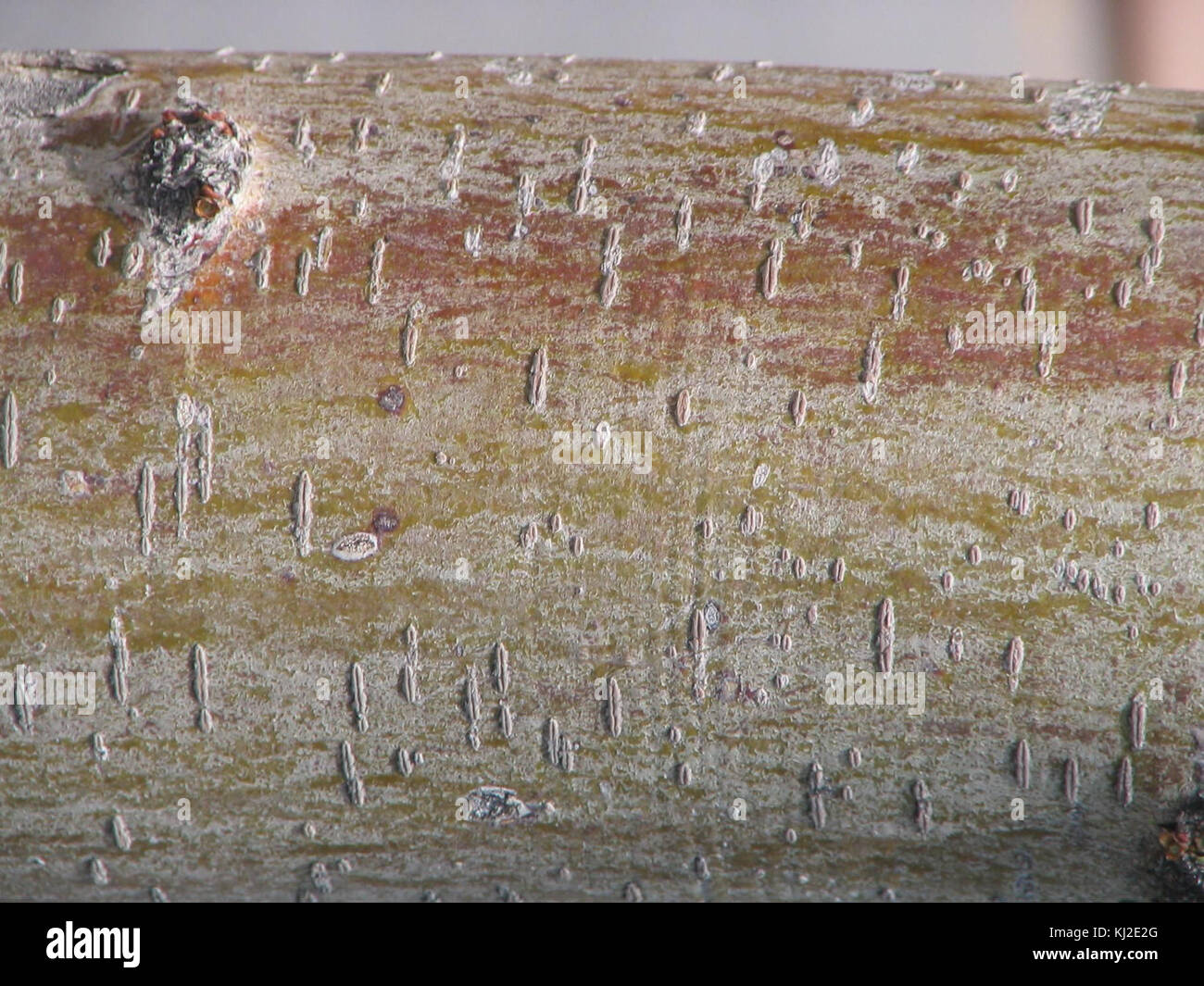 Bark tropical tree Stock Photo - Alamy
