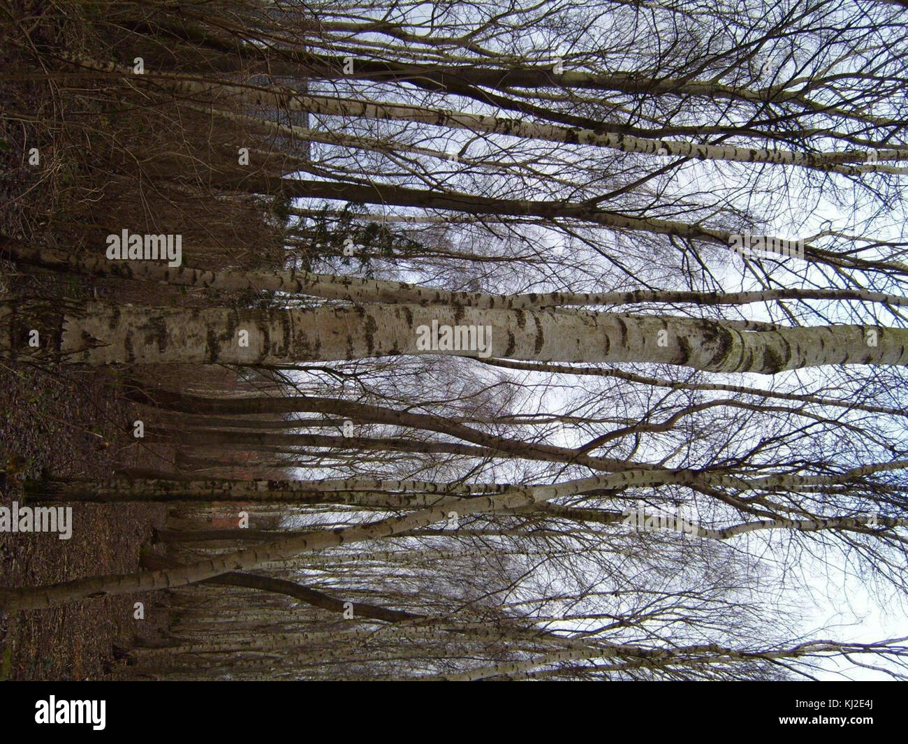 Birch tree cortex trunk in forest Stock Photo - Alamy