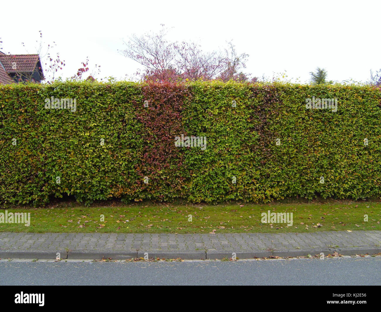 Hornbeam variety hi-res stock photography and images - Alamy