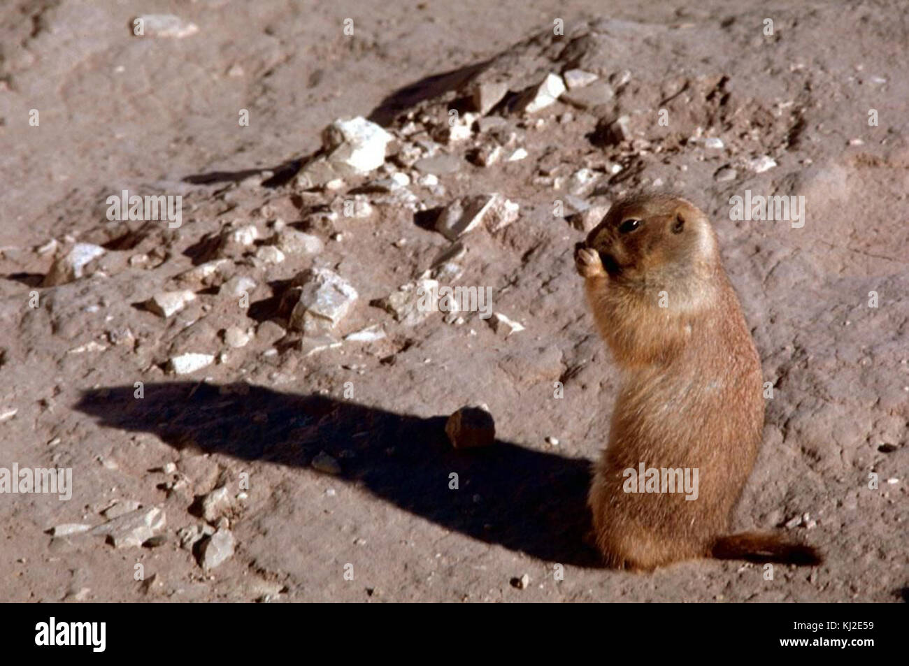 Black tailed prairie dog standing up with food in hand Stock Photo - Alamy