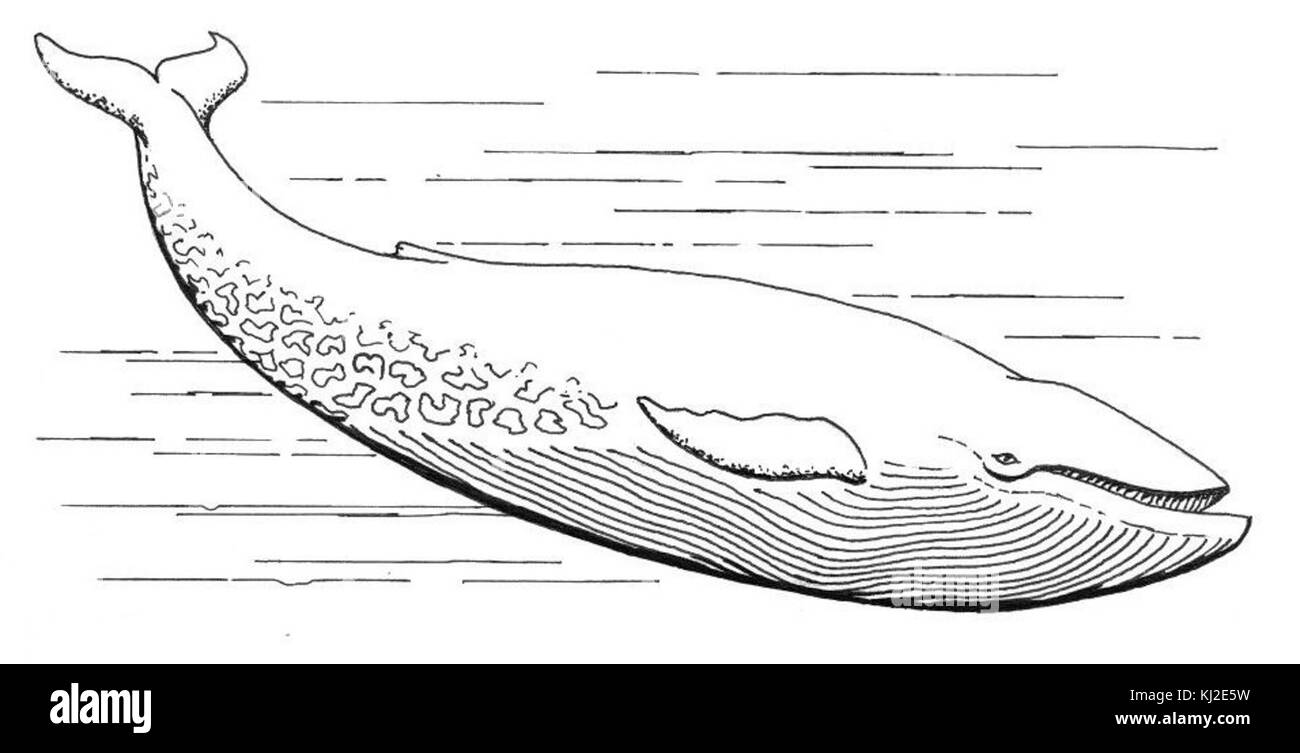 Blue whale filter feeding hi-res stock photography and images - Alamy