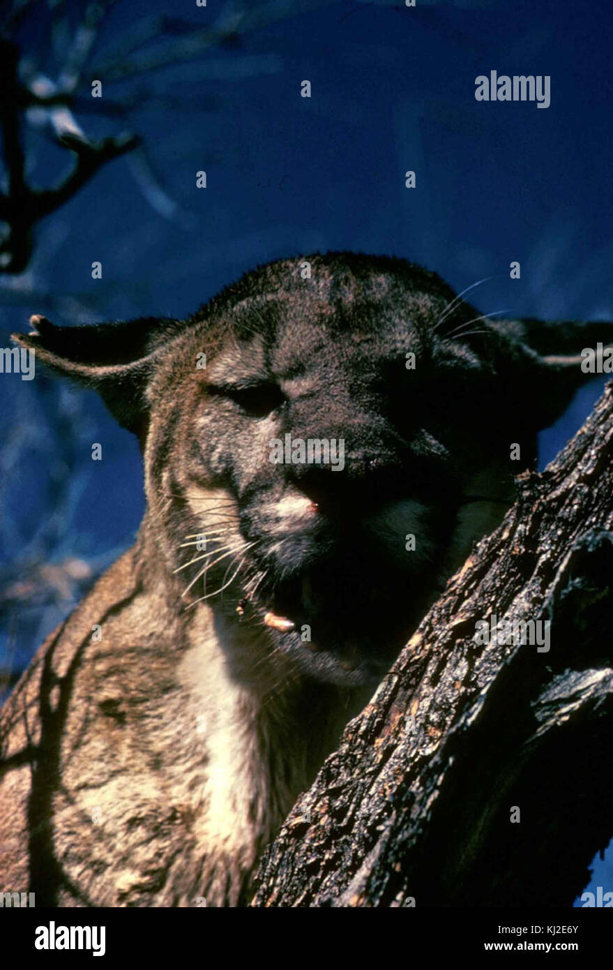 Panther animal head panthera Stock Photo - Alamy