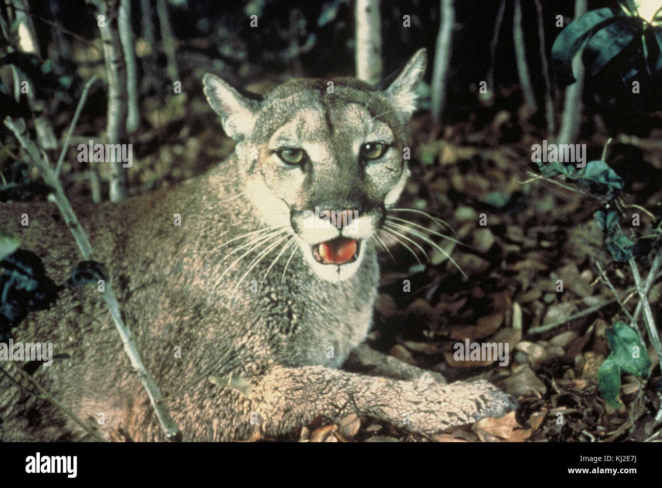 Panther cat wild animal Stock Photo - Alamy