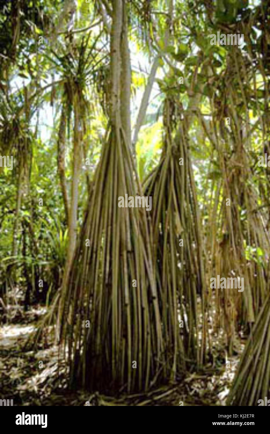 Nikumaroro hi-res stock photography and images - Alamy