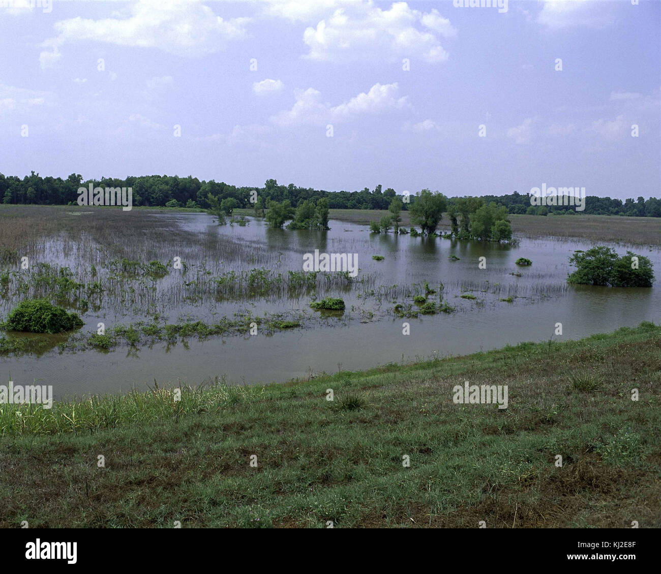 Panther swamp national wildlife refuge Mississippi Stock Photo - Alamy