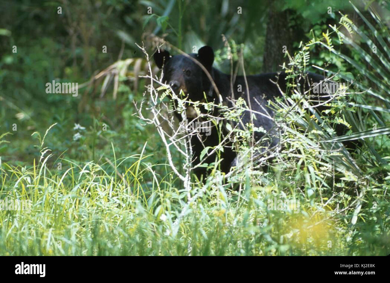 Black bear peering through branches Stock Photo - Alamy