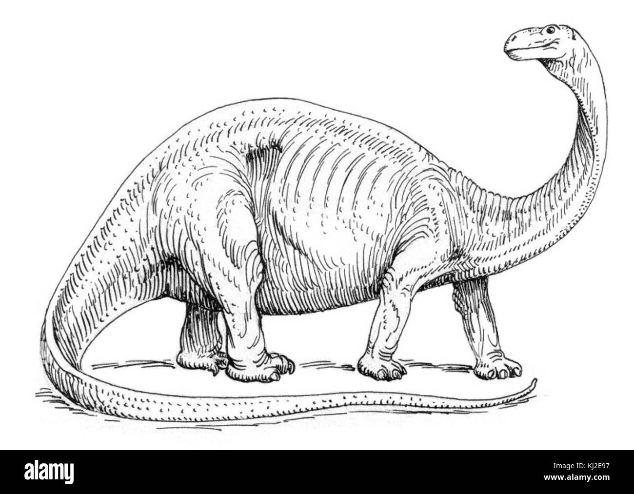 Brontosaurus Black and White Stock Photos & Images - Alamy