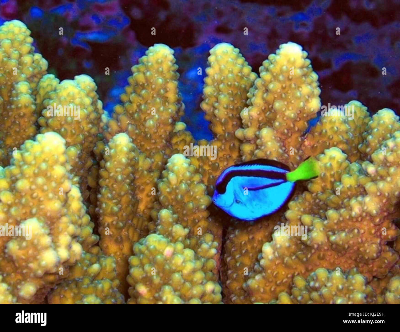Paracanthurus hepatus a coral reef fish Stock Photo - Alamy