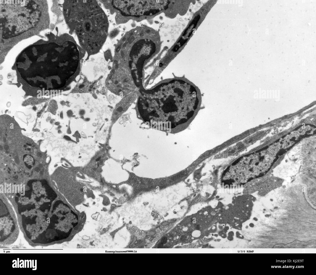 Tem cell wall hi-res stock photography and images - Alamy
