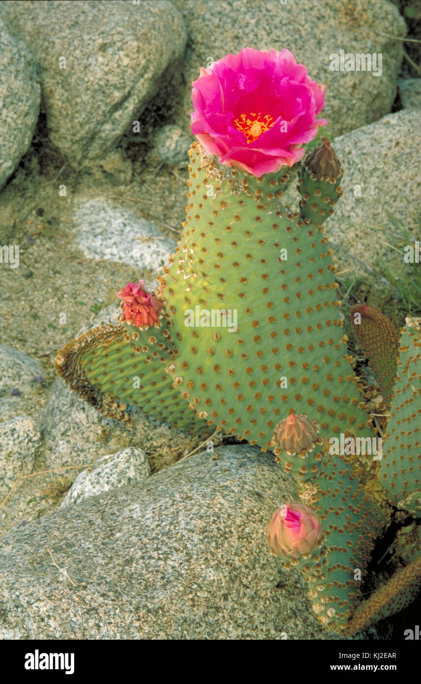 Cactus growing in rocks with buds Stock Photo - Alamy