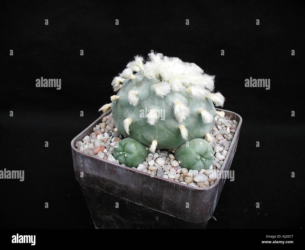 A photograph showcasing cactus flowers just before blooming, capturing ...