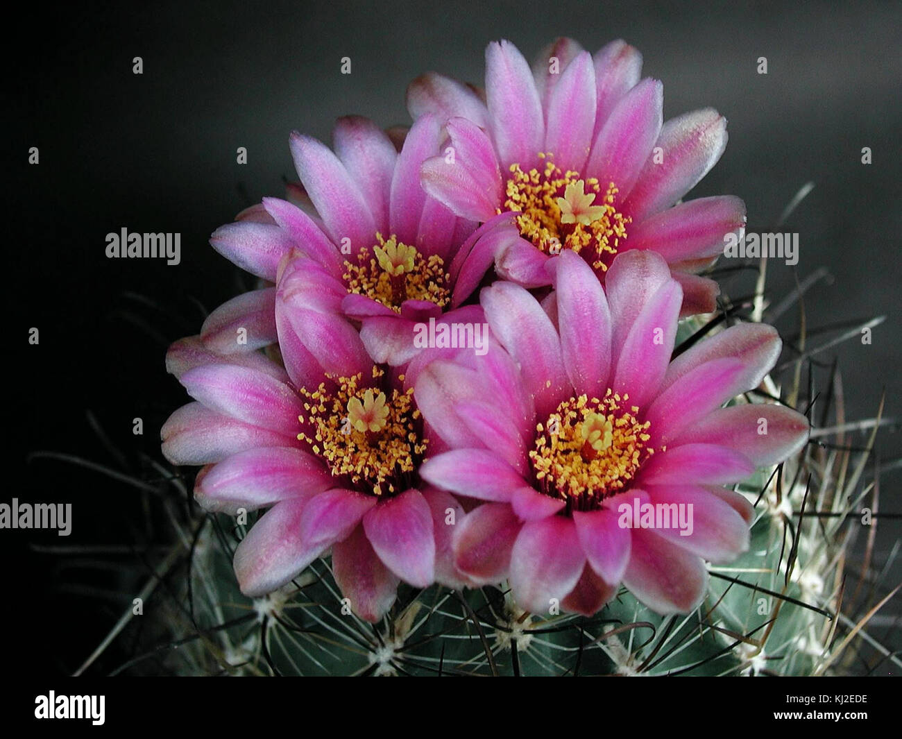 Cactus nectar flowering Stock Photo - Alamy