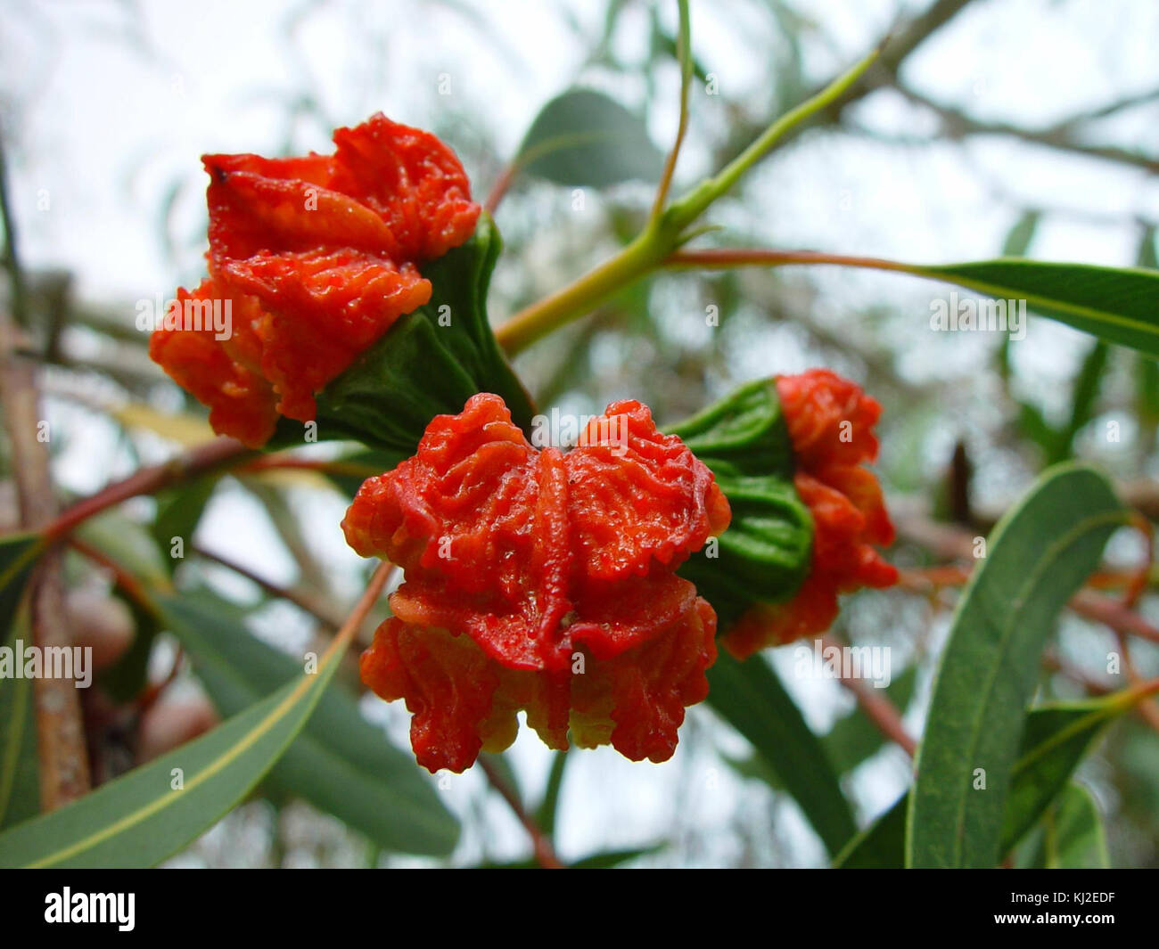 Bright red gum flower buds Stock Photo - Alamy