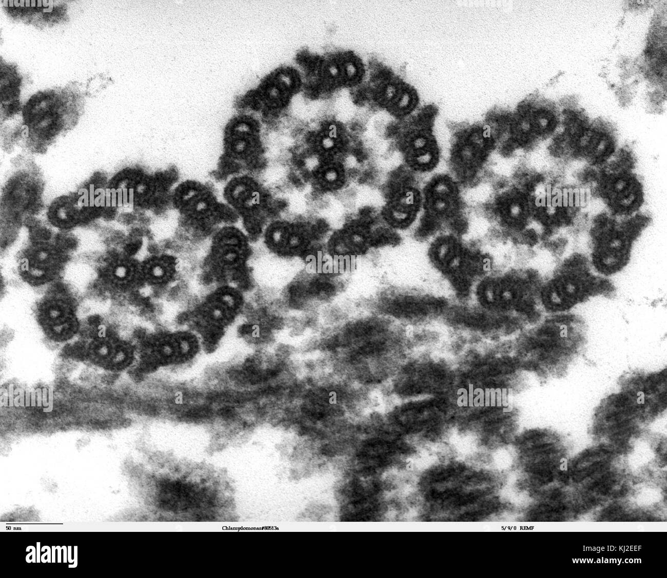 Algal cell Black and White Stock Photos & Images - Alamy