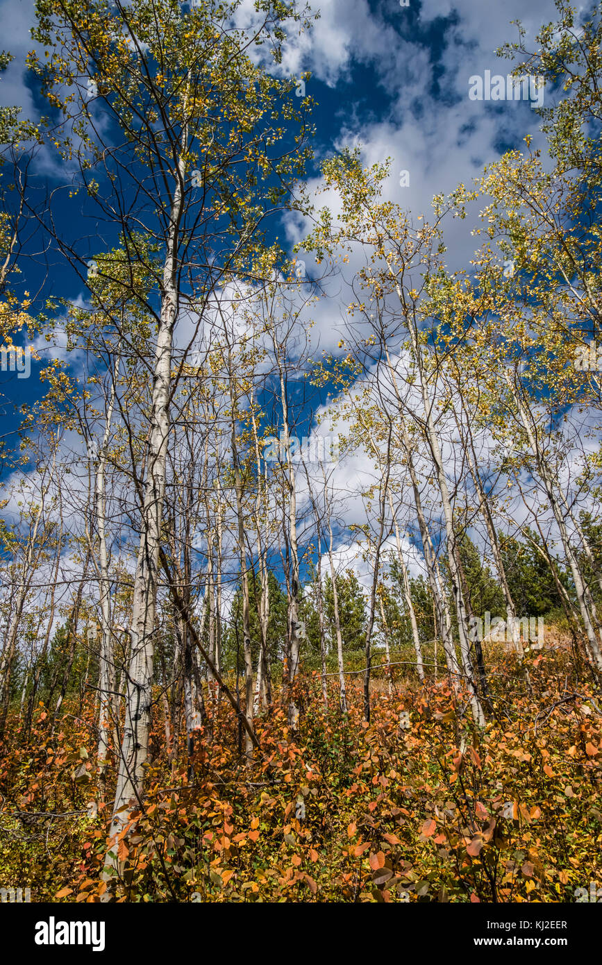 Golden Aspen trees on the trail to Bradley Lake in the Grand Teton ...