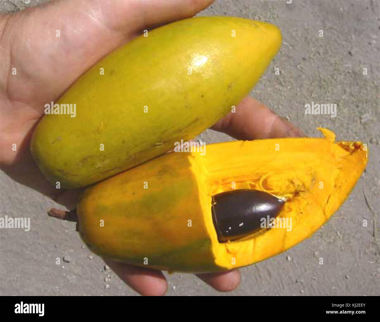 Canistel hi-res stock photography and images - Alamy