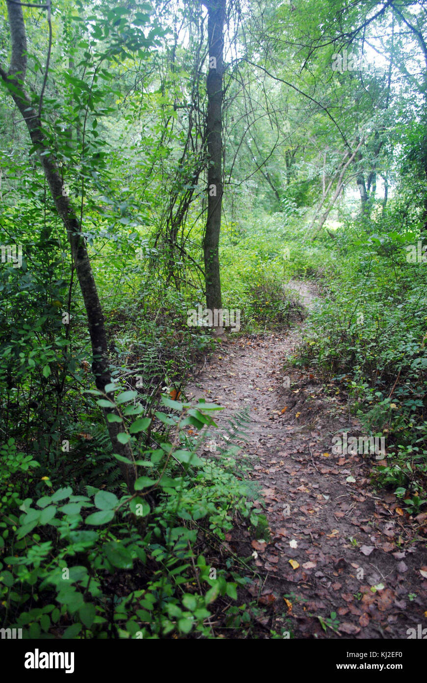 This photograph captures a serene path through a dense, wild forest ...