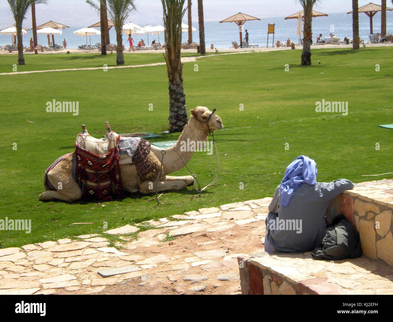 Camel in Egypt Stock Photo - Alamy