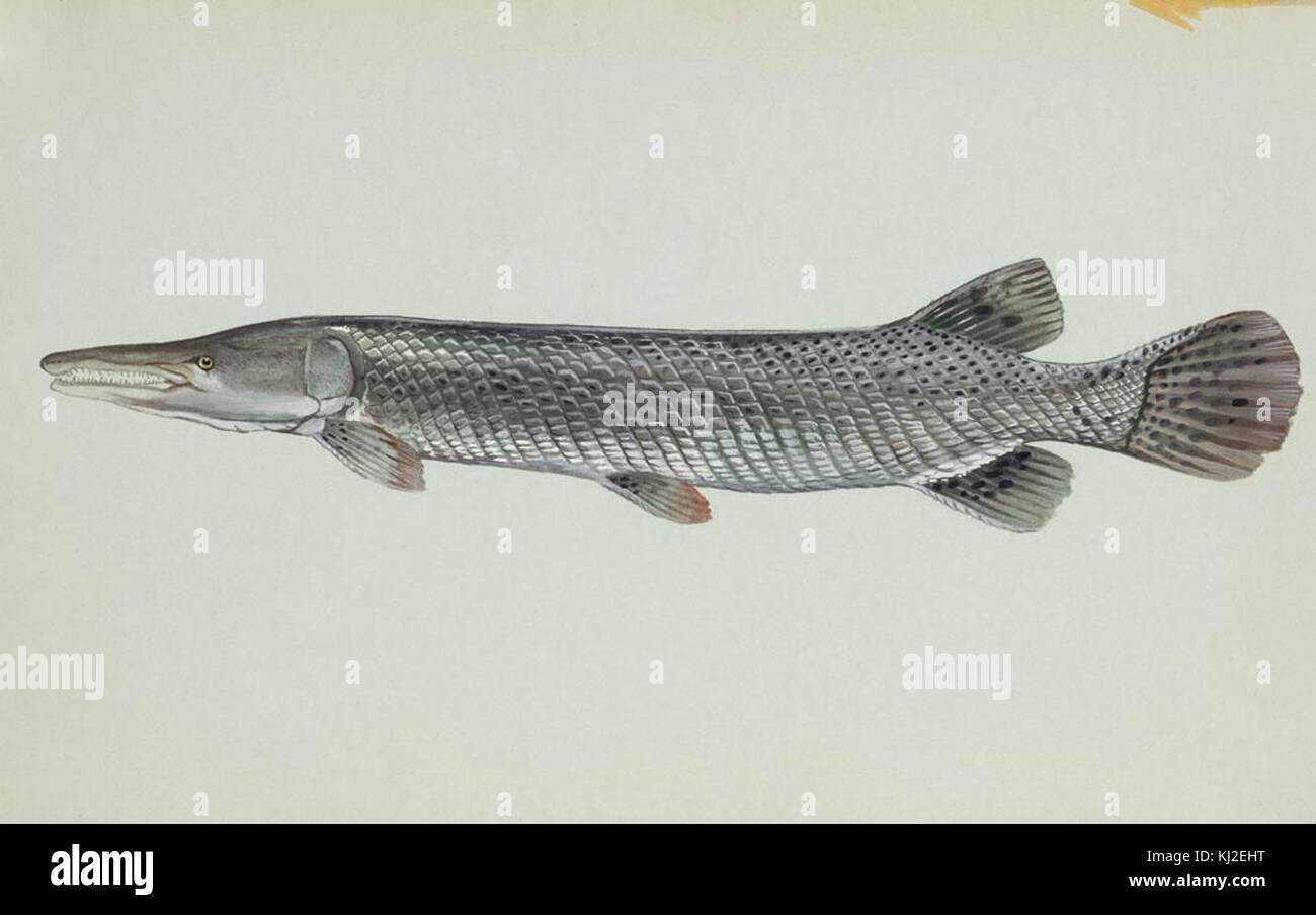 Alligator gar fish Stock Photo - Alamy