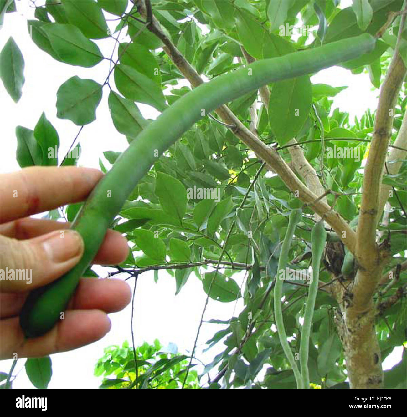 Cassia fistula seed pods hi-res stock photography and images - Alamy