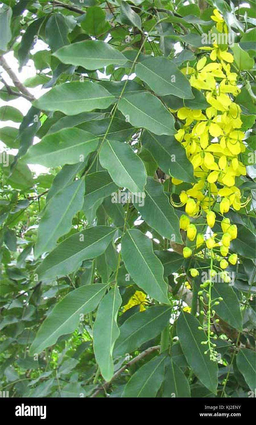Leaves of cassia fistula hi-res stock photography and images - Alamy