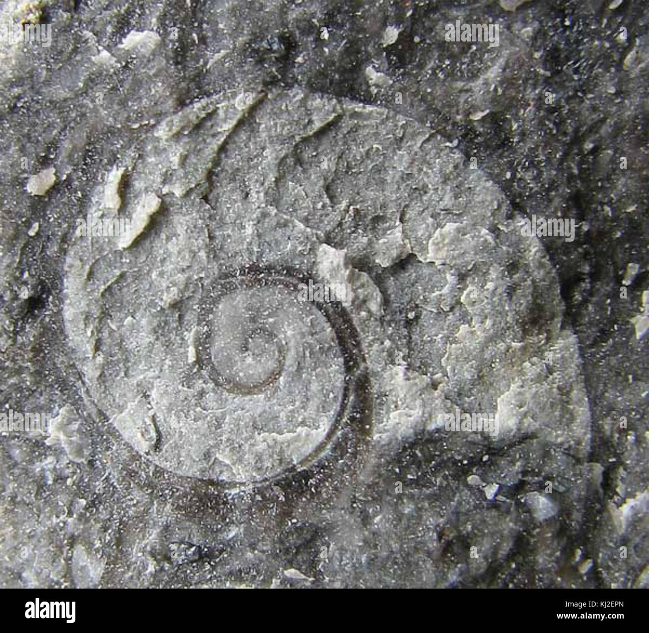Snail fossils hi-res stock photography and images - Alamy